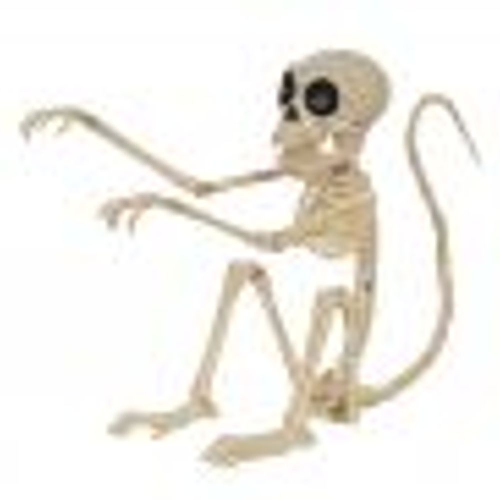 Monkey Skeleton 7.25" – US Novelty